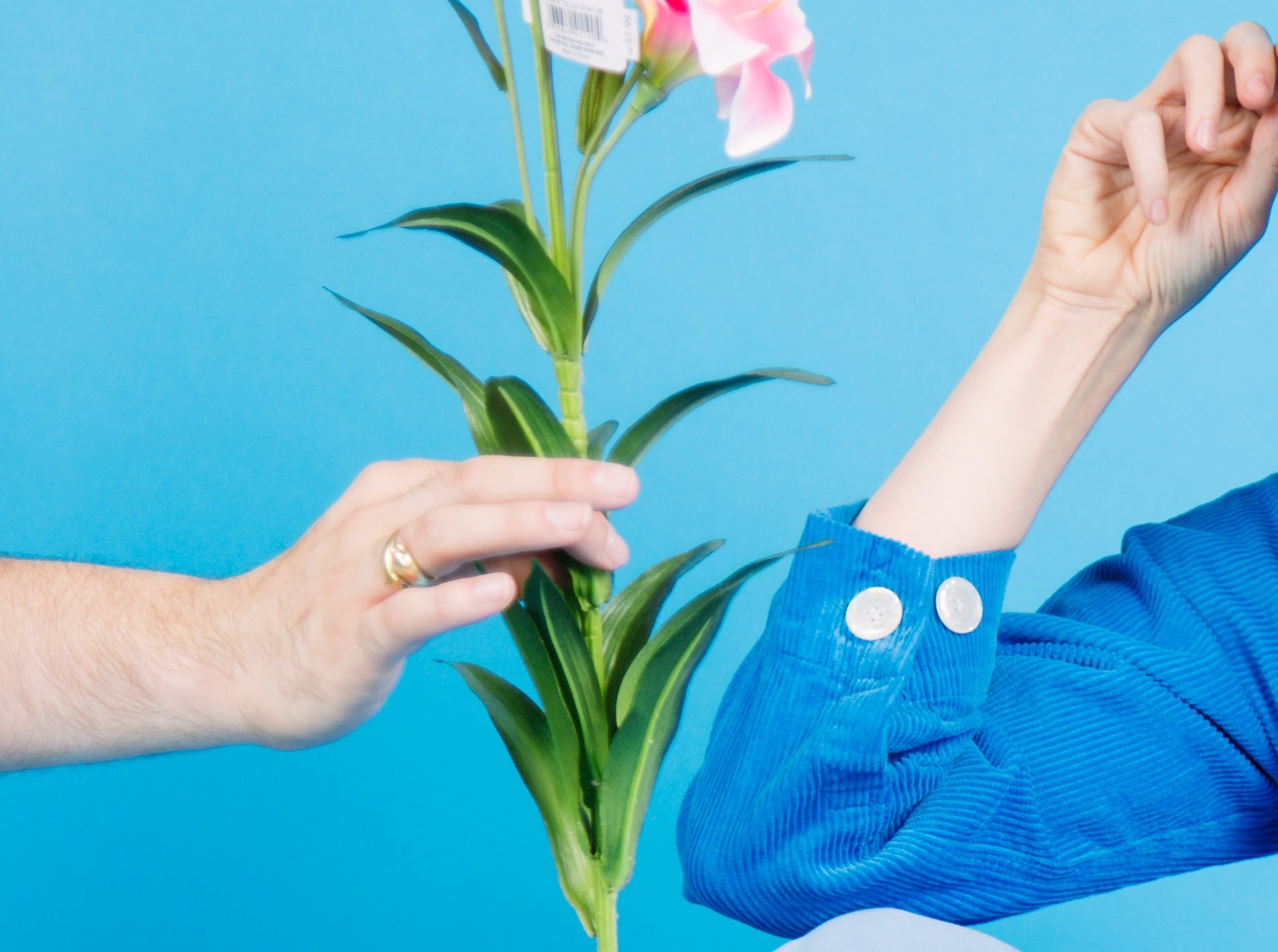 Blue Blue Blue! Allison Goldfarb. Photos Sara Cath – BIG BUD PRESS